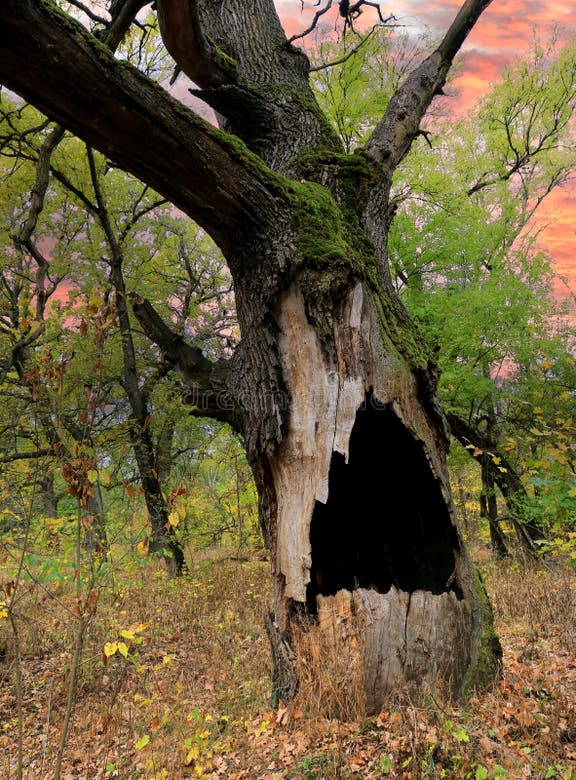 Large Hollow in an Old Oak Tree Stock Image - Image of view, tree ...