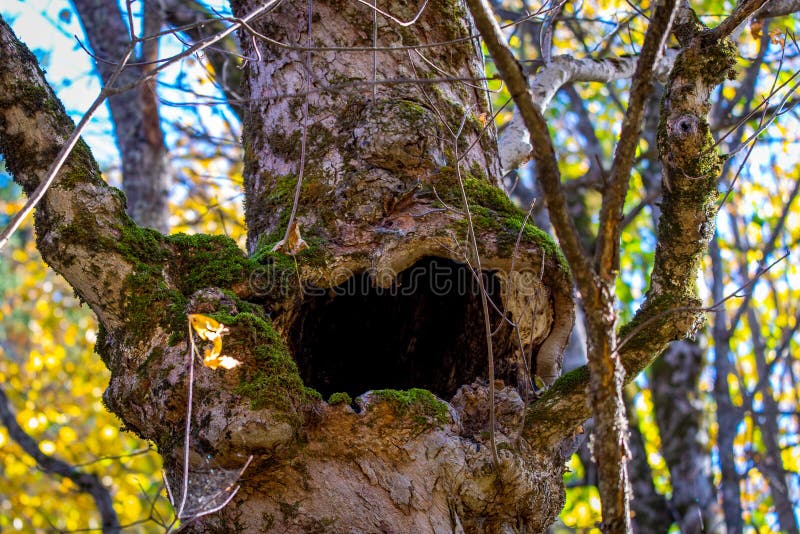Large Hollow Tree on a Background of Forest. Serves Nest for Birds and ...