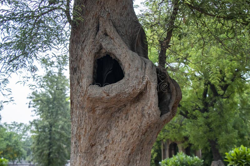 Large Hollow on a Tree and Background of Green Trees, Nest for Birds ...