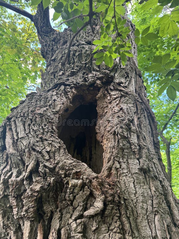 Large hollow in a tree stock image. Image of area, untouched - 380475573