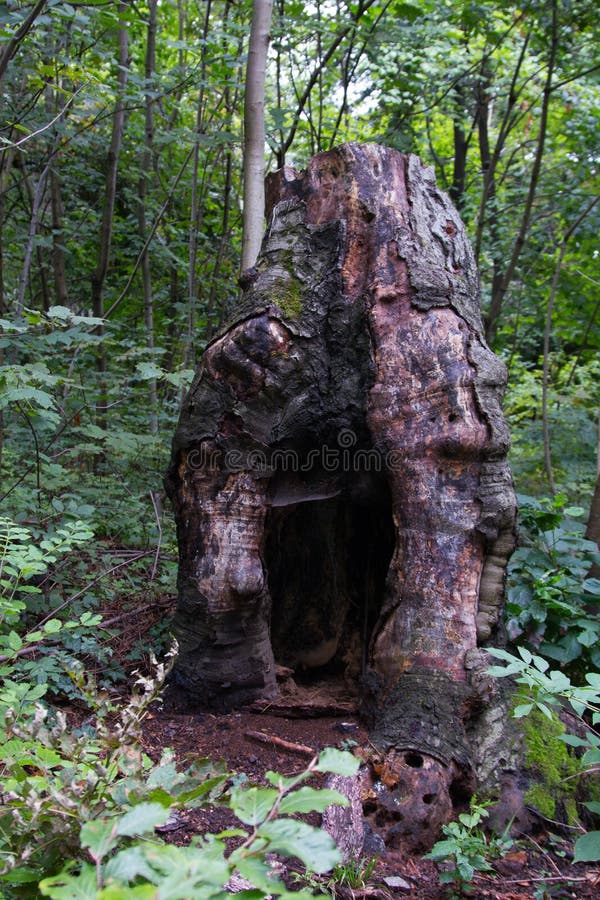 Large hollow in a tree stock photo. Image of wood, tree - 64610016