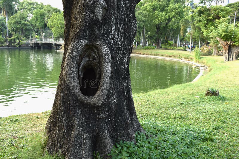 Old Large Hollow in the Tree. a Thick Trunk of a Tree in the Park. Oak ...