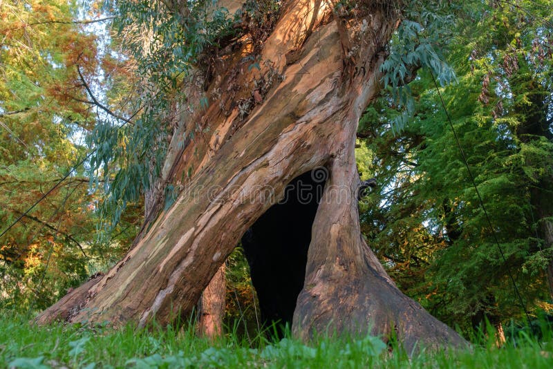 Old Large Hollow in the Tree. a Thick Trunk of a Tree in the Park. Oak ...