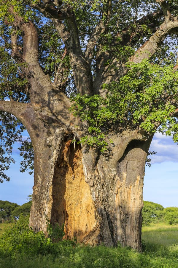 Large Hollow Tree On A Background Of Field Stock Photo - Image of brown ...