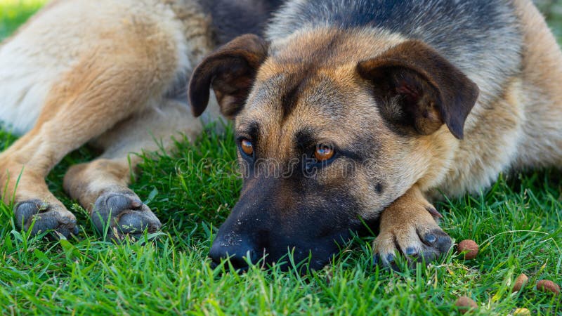 Large Homeless Dog with a Sad Expression Stock Photo - Image of poor ...