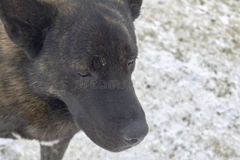 Large homeless dog stock photo. Image of homeless, fence - 112295170