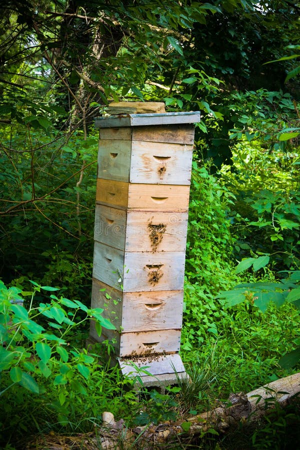 Honey Bee Swarm stock image. Image of gathering, bunch - 9504659