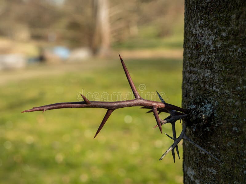 Large Honey Locust Thorns. Needles, Thorns Stock Image - Image of ...