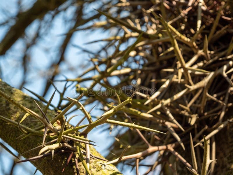 Large Honey Locust Thorns. Needles, Thorns Stock Photo - Image of macro ...