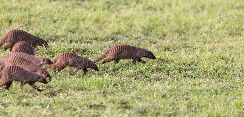 Mongoose Run Stock Photos - Free & Royalty-Free Stock Photos from ...