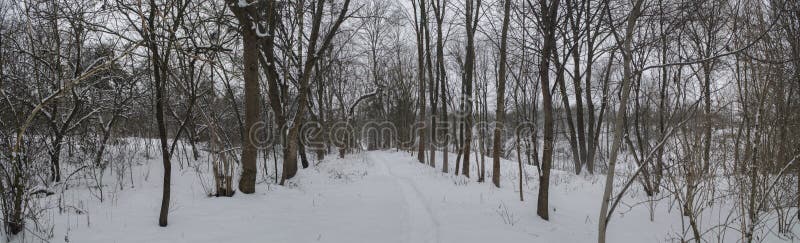 Large Horizontal Winter Panorama on the Road through Mixed Forest Stock ...