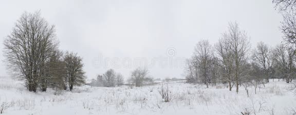Large Horizontal Winter Snow Panorama on the Road through Mixed Forest ...
