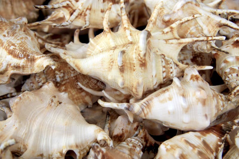 Horned Seashells Stock Photos - Free & Royalty-Free Stock Photos from ...