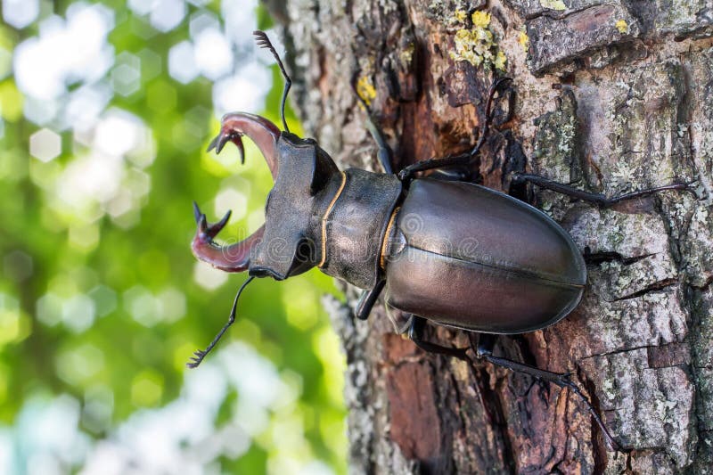 A Large Horned African Buffalo Watching Stock Image - Image of herd ...