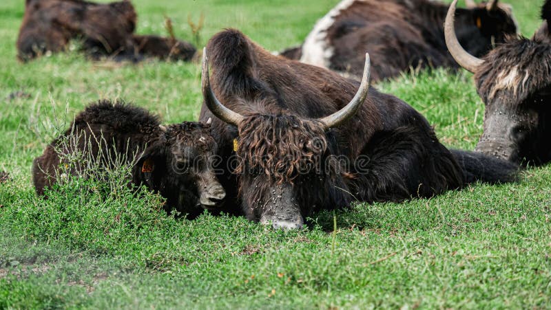 Large Horned Yack and a Baby Yack Resting on a Grassy Field Stock Photo ...
