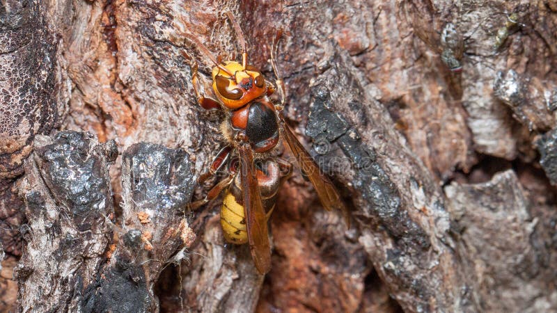 Large Hornet Wasp on a Tree Trunk Stock Photo - Image of tree, small ...