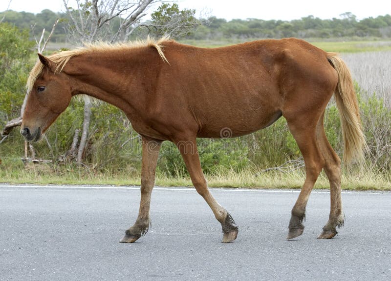 Large Horse stock image. Image of mane, riding, nature - 17554457