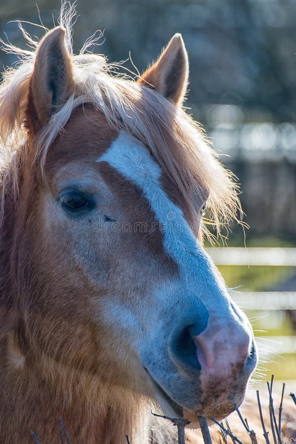 Large horse head stock image. Image of mammal, outdoors - 85587405