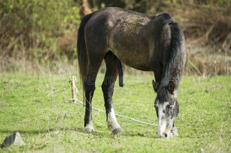 A Large Horse with a Large Thick Appliance is Ready for Mating Stock ...