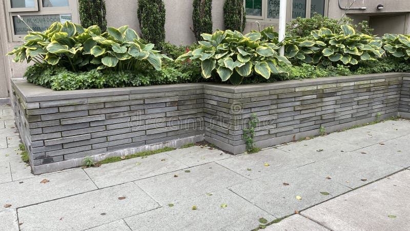 Hosta Plants in a Stone Stacked Wall Stock Photo - Image of grass ...