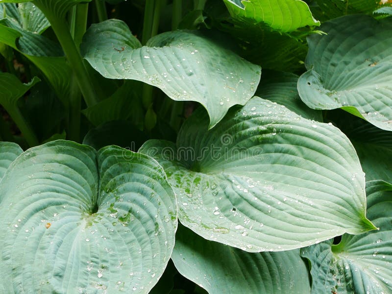 Large Hosta Leaves stock image. Image of plant, glaucus - 187683481