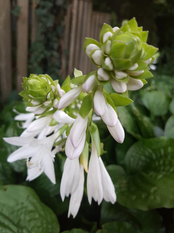 Hosta flowers in bloom stock photo. Image of flowers - 157708886