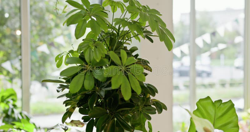 Large House Plant In Greenhouse Houseplants Or Flower Shop Interior With Different Evergreen