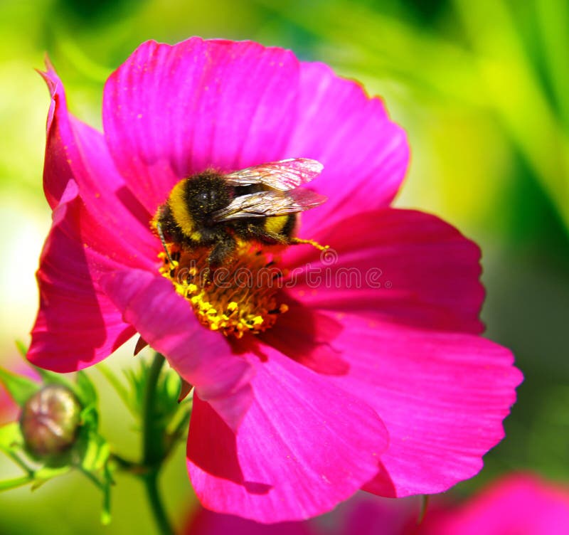 Large Hummel. stock photo. Image of gardening, shot, work - 27143438