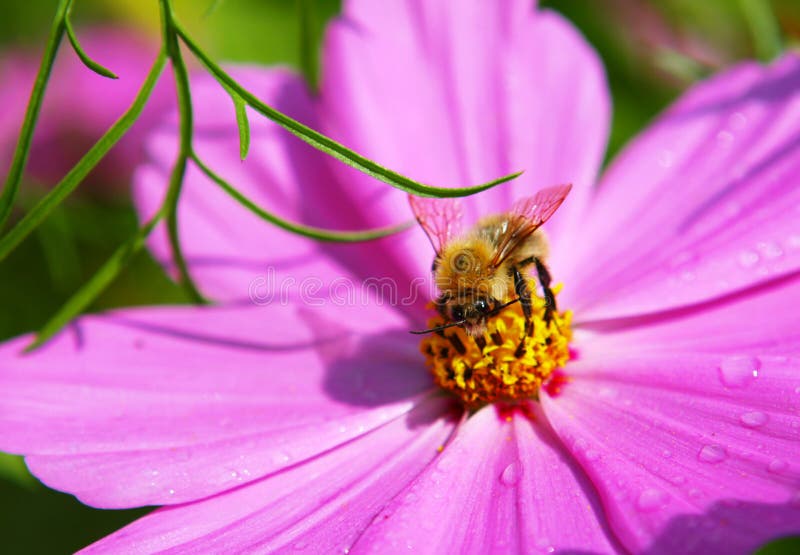 Large Hummel. stock photo. Image of shot, macro, insect - 27144092
