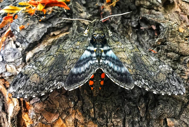 Large moth stock photo. Image of tree, moth, hummingbird - 135834722