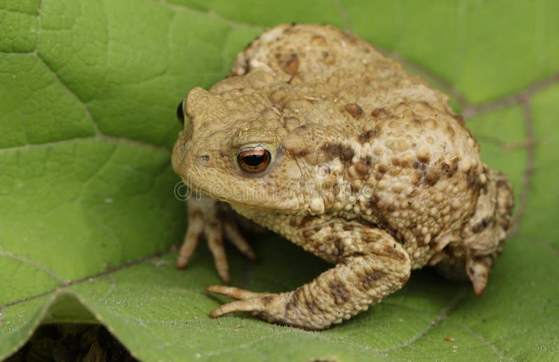 A Large Hunting Common Toad Bufo Bufo Sitting on a Leaf. Stock Image ...