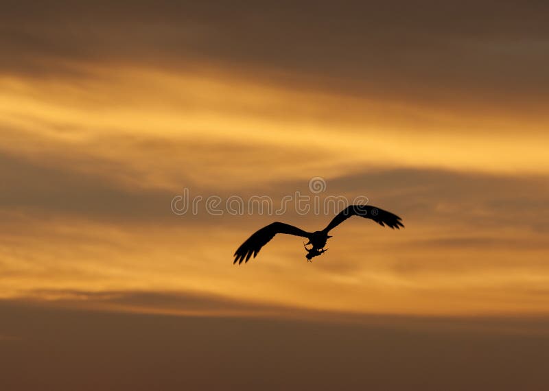 Large Hunting Osprey Bird in Flight at Sunset Stock Photo - Image of ...