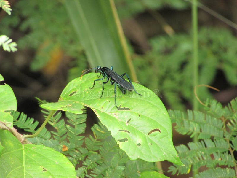 A Large Hunting Wasp Perches on a Leaf Stock Image - Image of sting ...