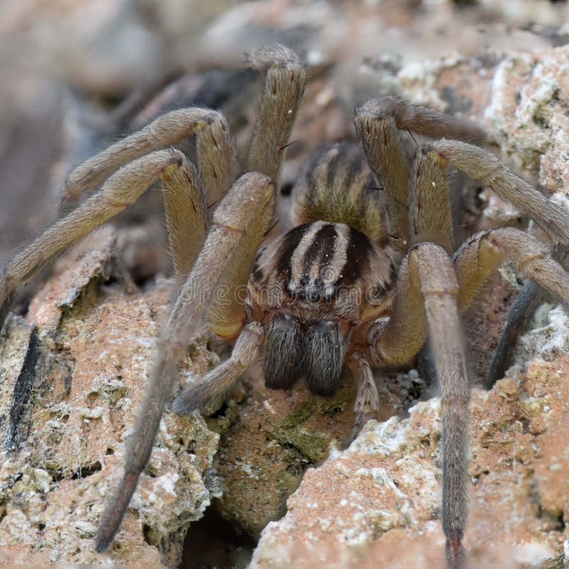 Large huntsman spider stock image. Image of spider, pound - 55870697