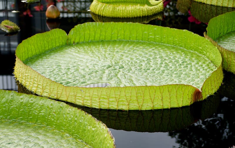 A Large Hybrid Longwood Water-Platter Lily Pad on the Surface of a Pond ...