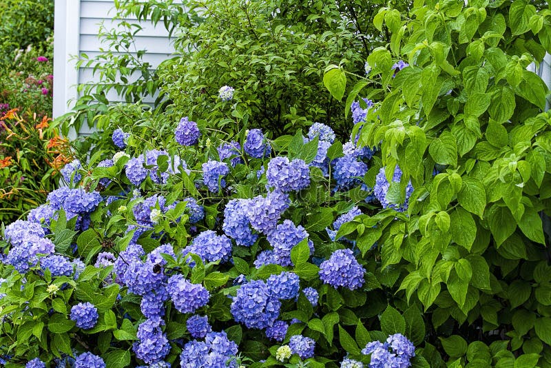 Large Hydrangea Bush and Planter Outdoors of Home Stock Image - Image ...