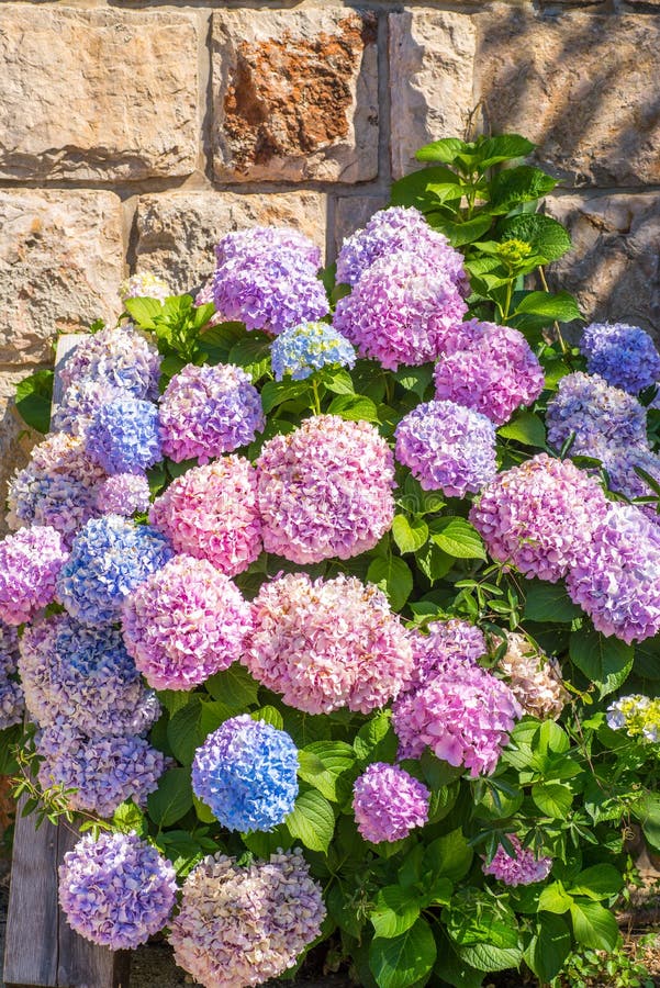 Large Hydrangea in Different Colors Stock Photo - Image of flora ...