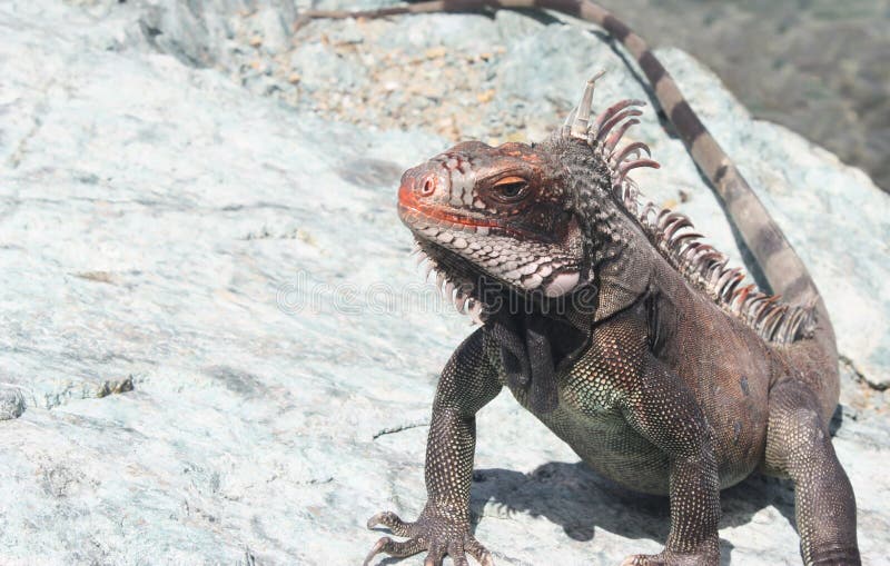 Grey Iguana Stock Photos - Download 709 Royalty Free Photos
