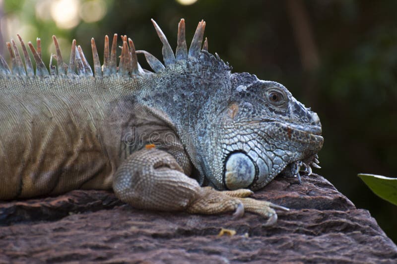 Large iguana stock image. Image of detail, iguana, outdoor - 44355483