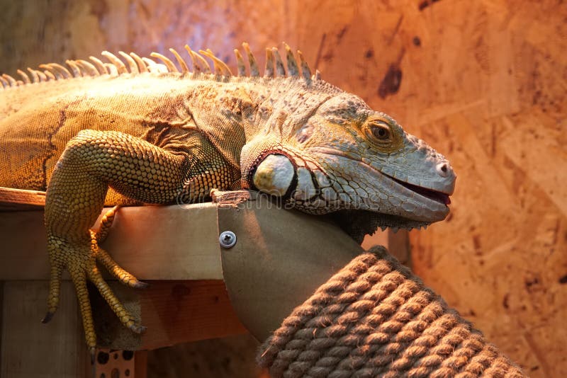 Iguana scales close-up stock photo. Image of tropical - 10260998