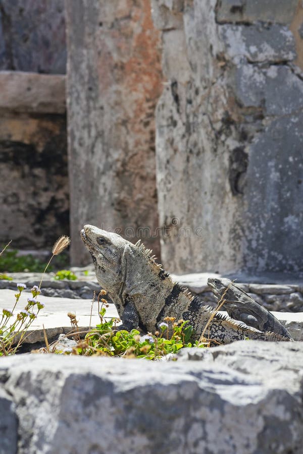 Large Iguanas Lizards in the Stones of Tulum Ruins Stock Photo - Image ...