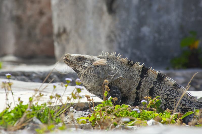 Large Iguanas Lizards in the Stones of Tulum Ruins Stock Photo - Image ...