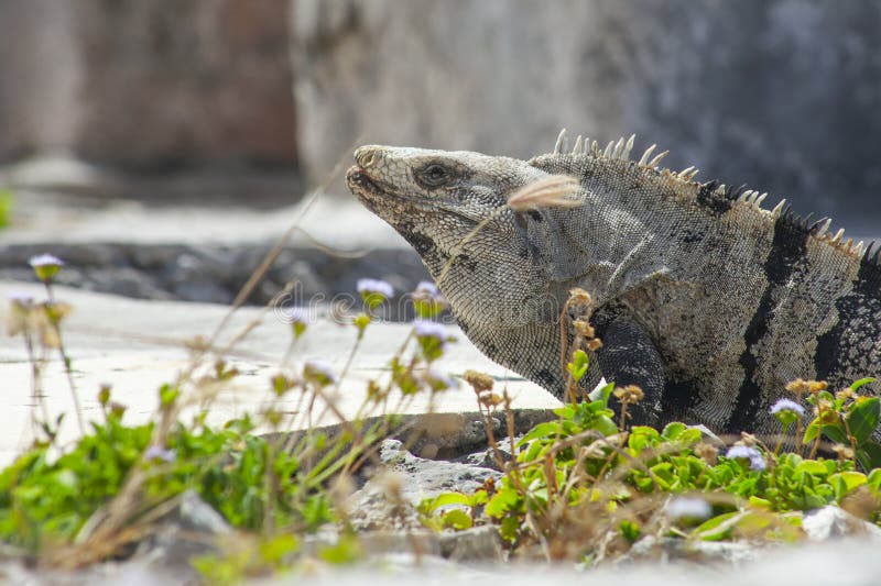 Large Iguanas Lizards in the Stones of Tulum Ruins Stock Image - Image ...