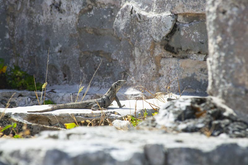 Large Iguanas Lizards in the Stones of Tulum Ruins Stock Image - Image ...