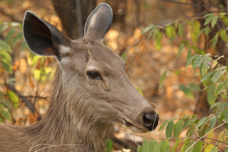 The Large Image of a Deer in Bushes of Jungle Stock Photo - Image of ...