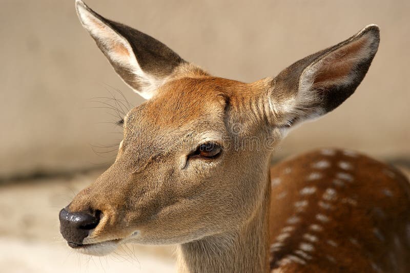 The Large Image of a Head of a Brown Small Deer Stock Photo - Image of ...