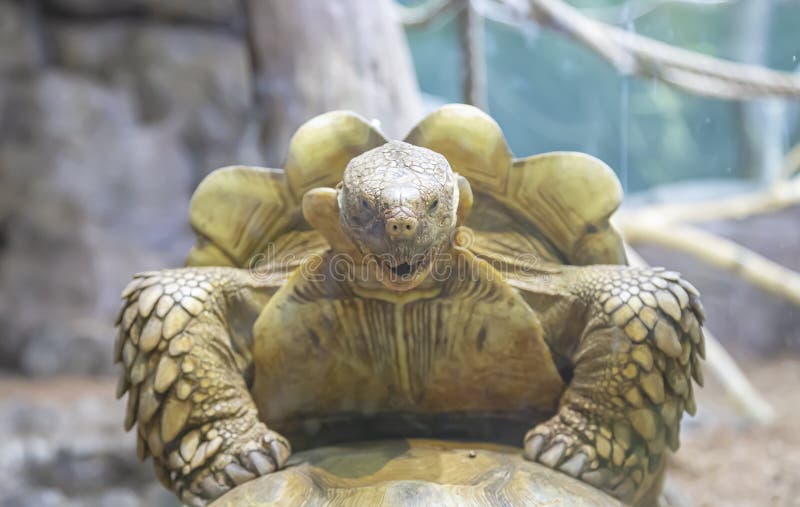 Very big tortoise stock photo. Image of wildlife, horizontal - 21085510