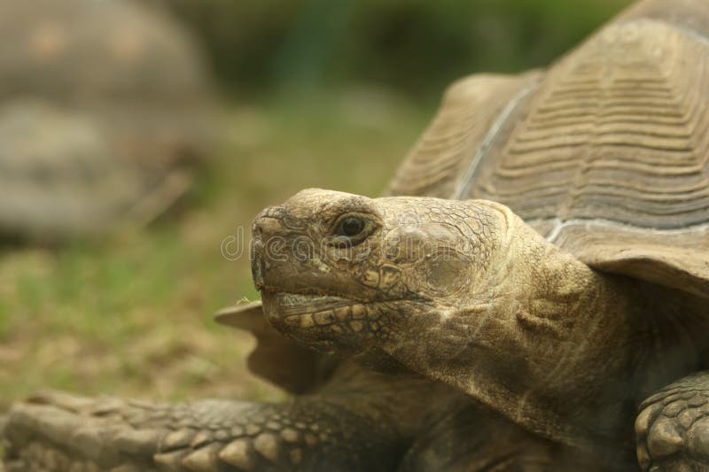 Large Image of a Head of Very Big Tortoise Stock Image - Image of ...