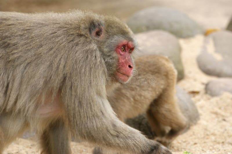 The Large Image of a Small Brown Monkey Stock Photo - Image of monkey ...