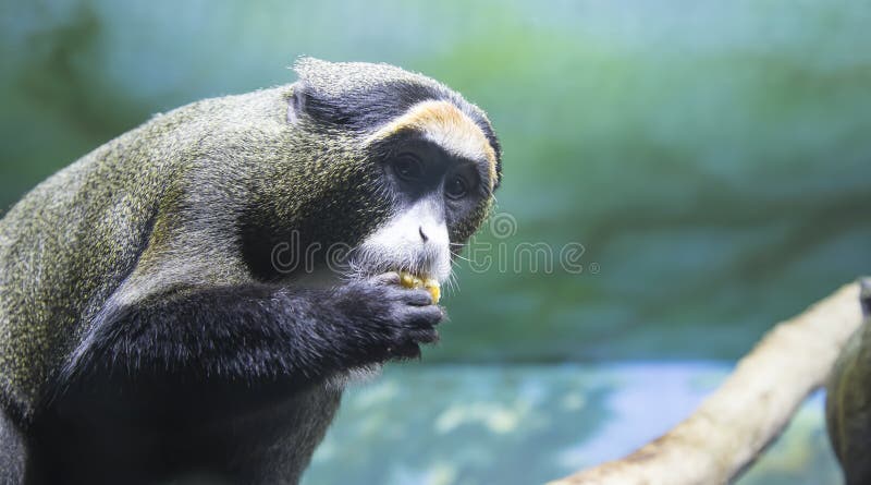 Large Image of a Small Brown Monkey, Closeup Stock Image - Image of ...